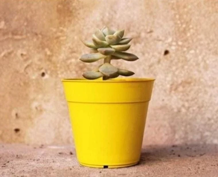 MACETA PLÁSTICA COLOR "BERUPLAST" - FUNNY MAS